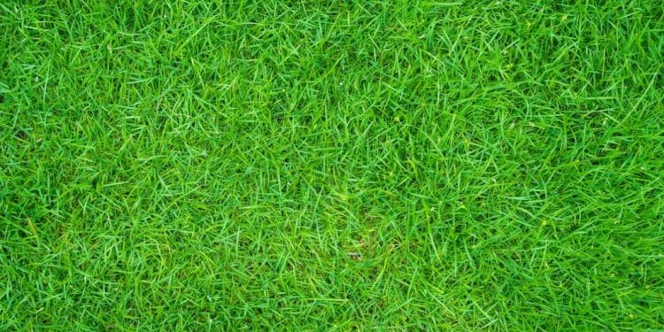 Variétés de gazon : Guide pour sélectionner la meilleure option pour ...