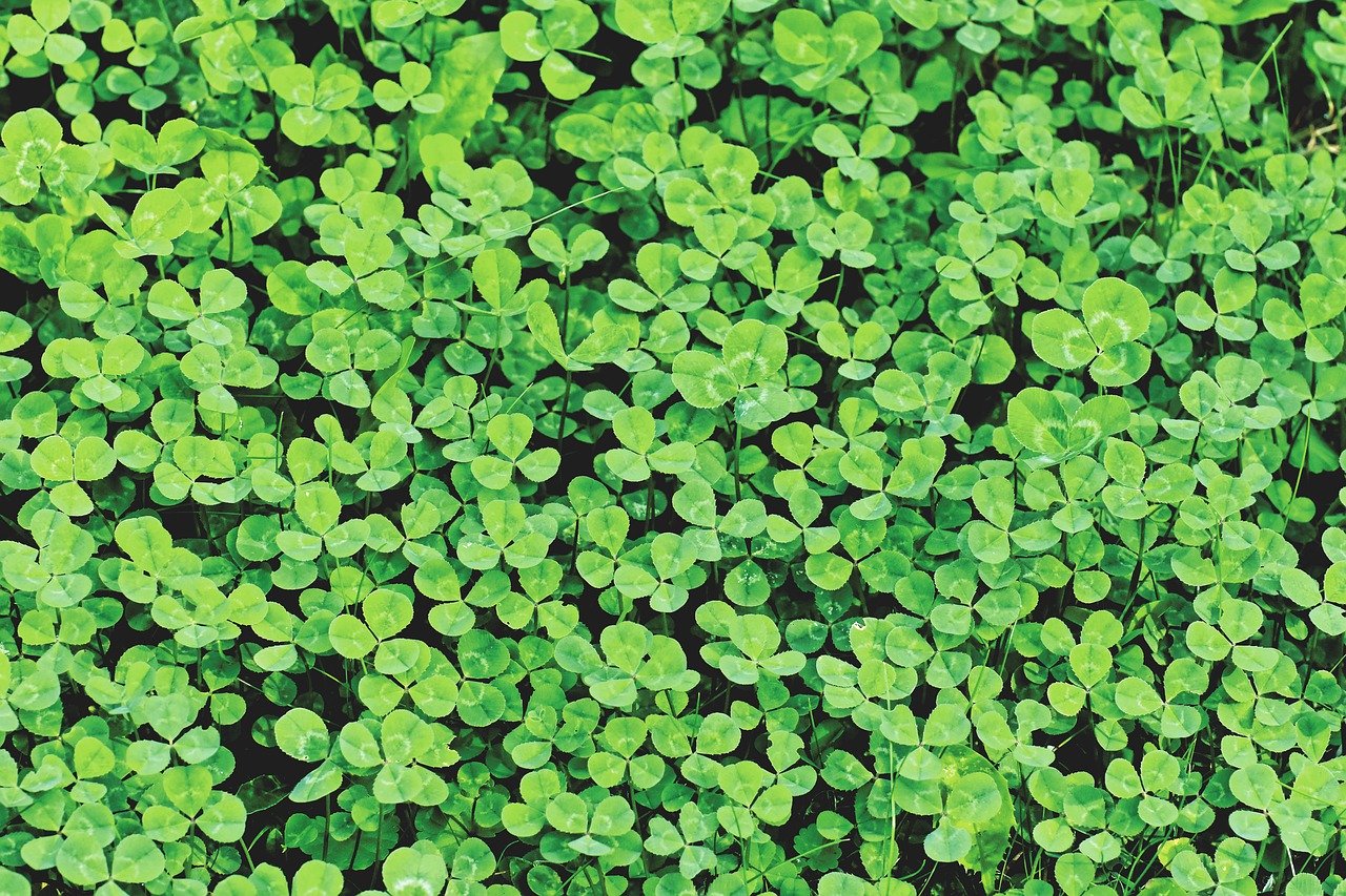 Le trèfle à quatre feuilles - Jardinage Bio